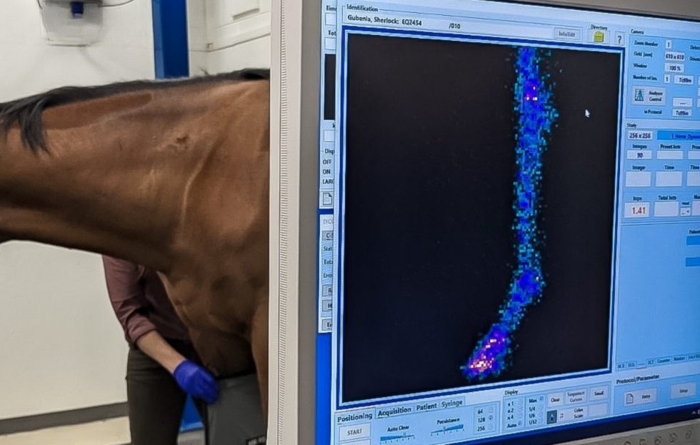 Veterinary Equine Diagnostic Imaging in Central NC- Friendship ...